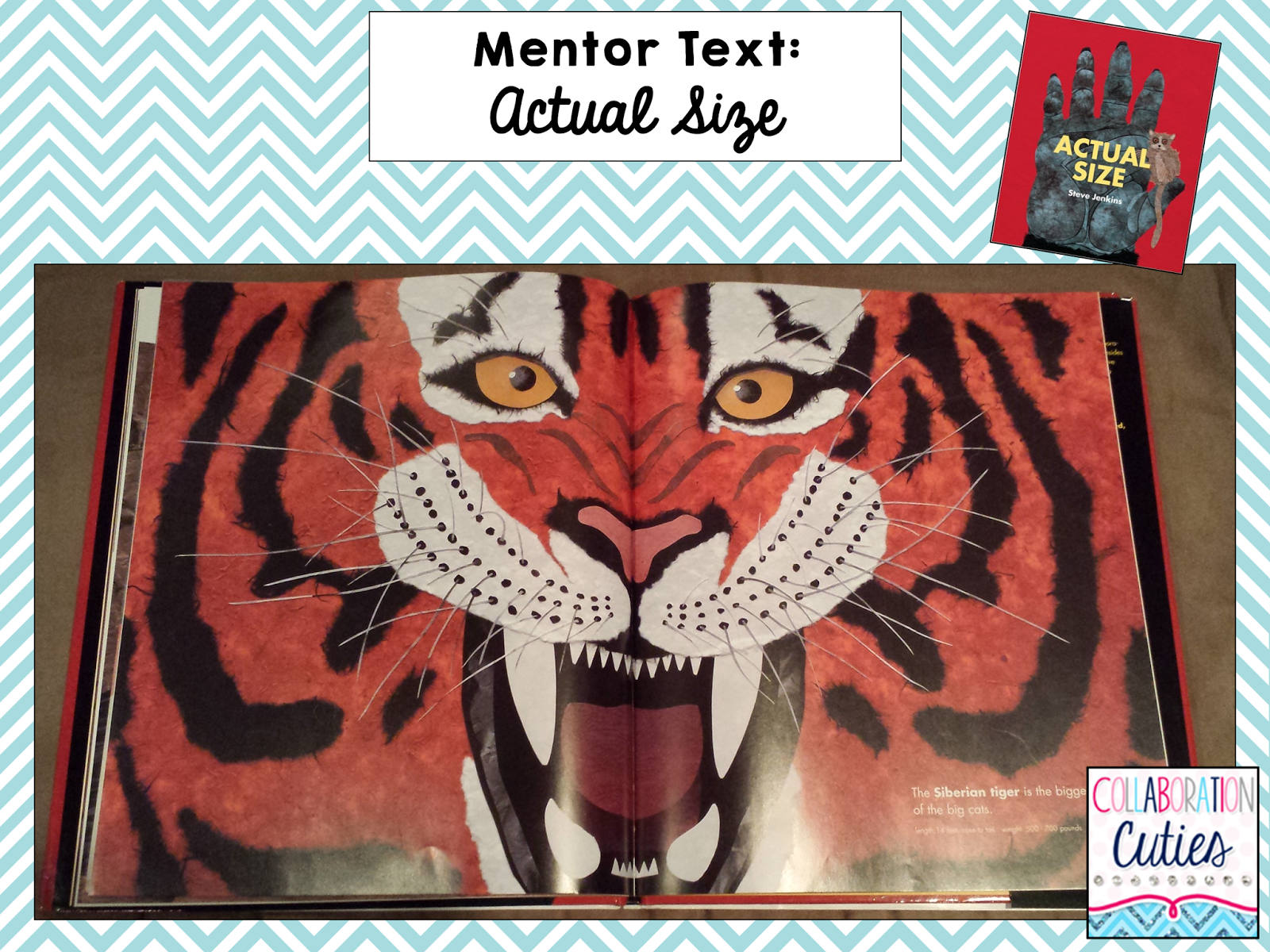 Collaboration Cuties: Actual Size {Animal Measurement Facts Book}- Must ...