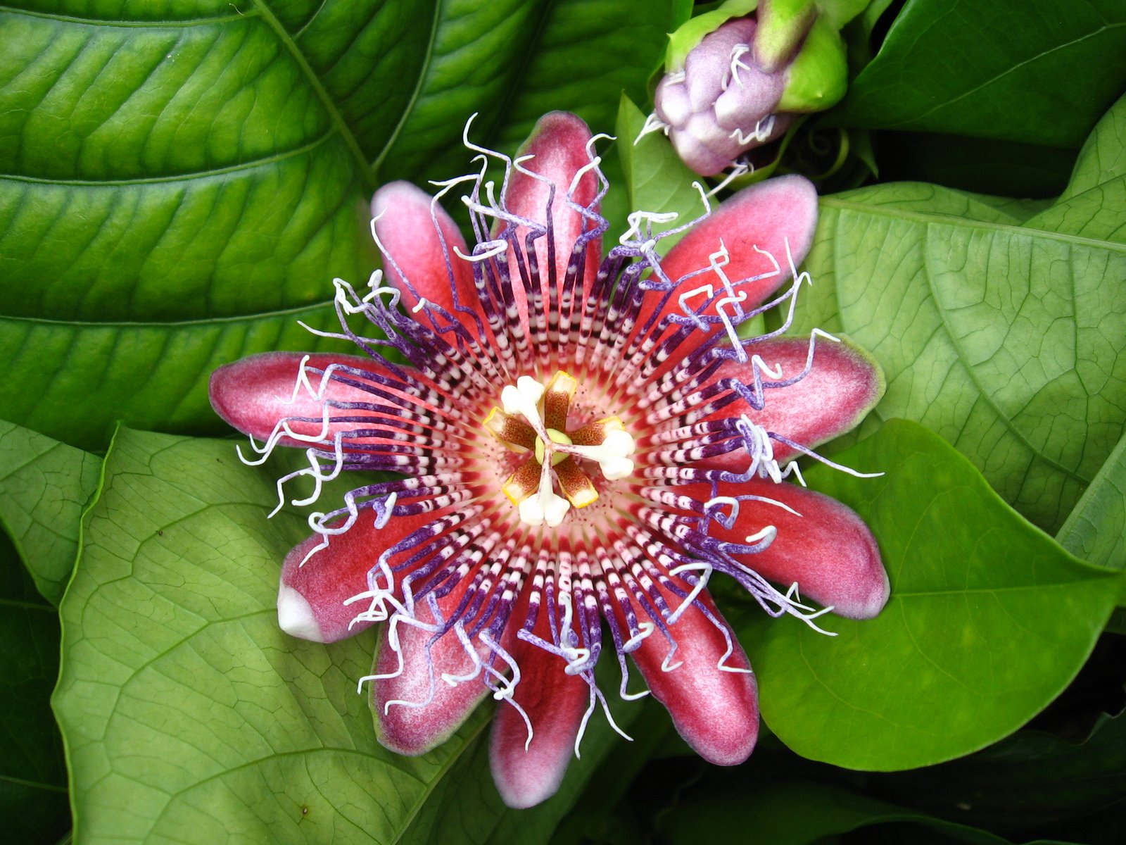 The Most Unusual Flowers at Warren Livingston blog The Most Unusual Flowers at Warren Livingston blog