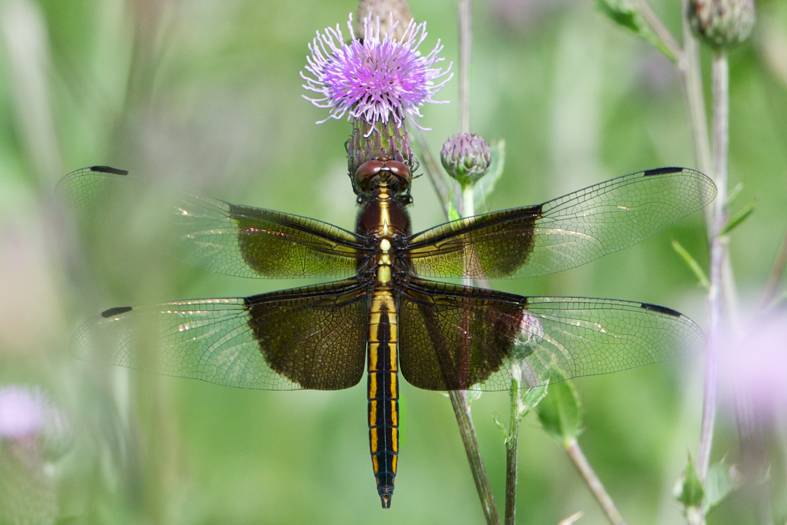 Back in the U.S.A.: Female Widow Skimmer Dragonfly Back in the U.S.A.: Female Widow Skimmer Dragonfly