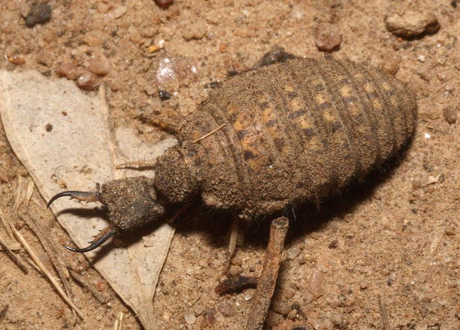 Antlion - Insects Morphology Antlion - Insects Morphology