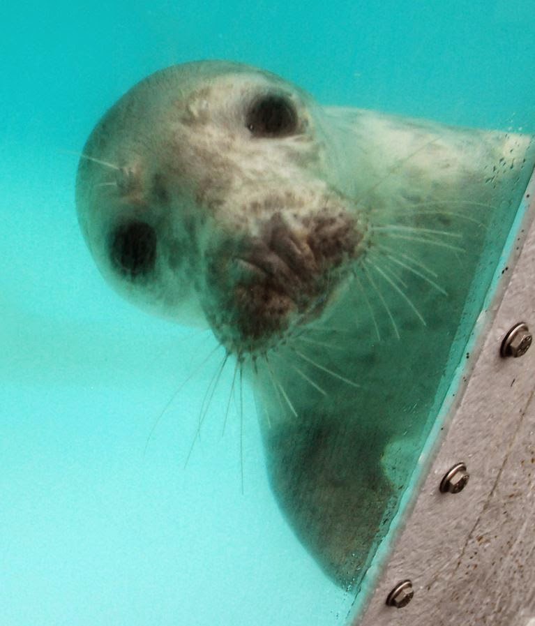 Progressive Charlestown: Seal release on Thursday...but not in Charlestown Progressive Charlestown: Seal release on Thursday...but not in Charlestown