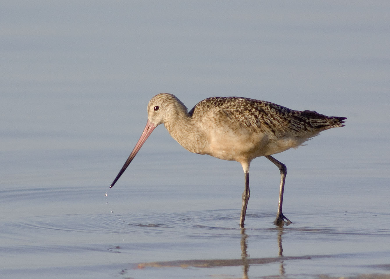 Bird In Everything Florida Shore Birds Identification bird-in-everything-florida-shore-birds-identification