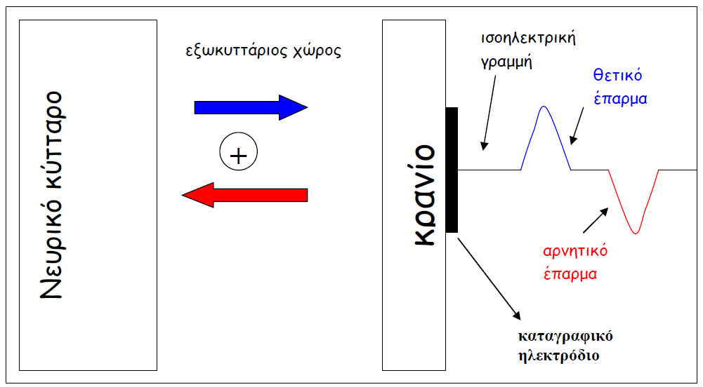 Planitikos.gr || Επιστημονική ενημέρωση: Τo εγκεφαλογράφημα