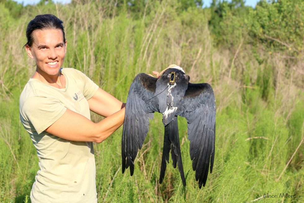 Swallow tailed Kite Migration July 2015 swallow-tailed-kite-migration-july-2015