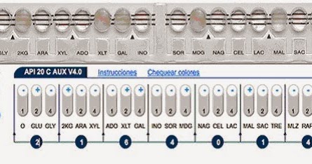 Algo de microbiología: Galerias_API