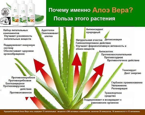 Алоэ Вера