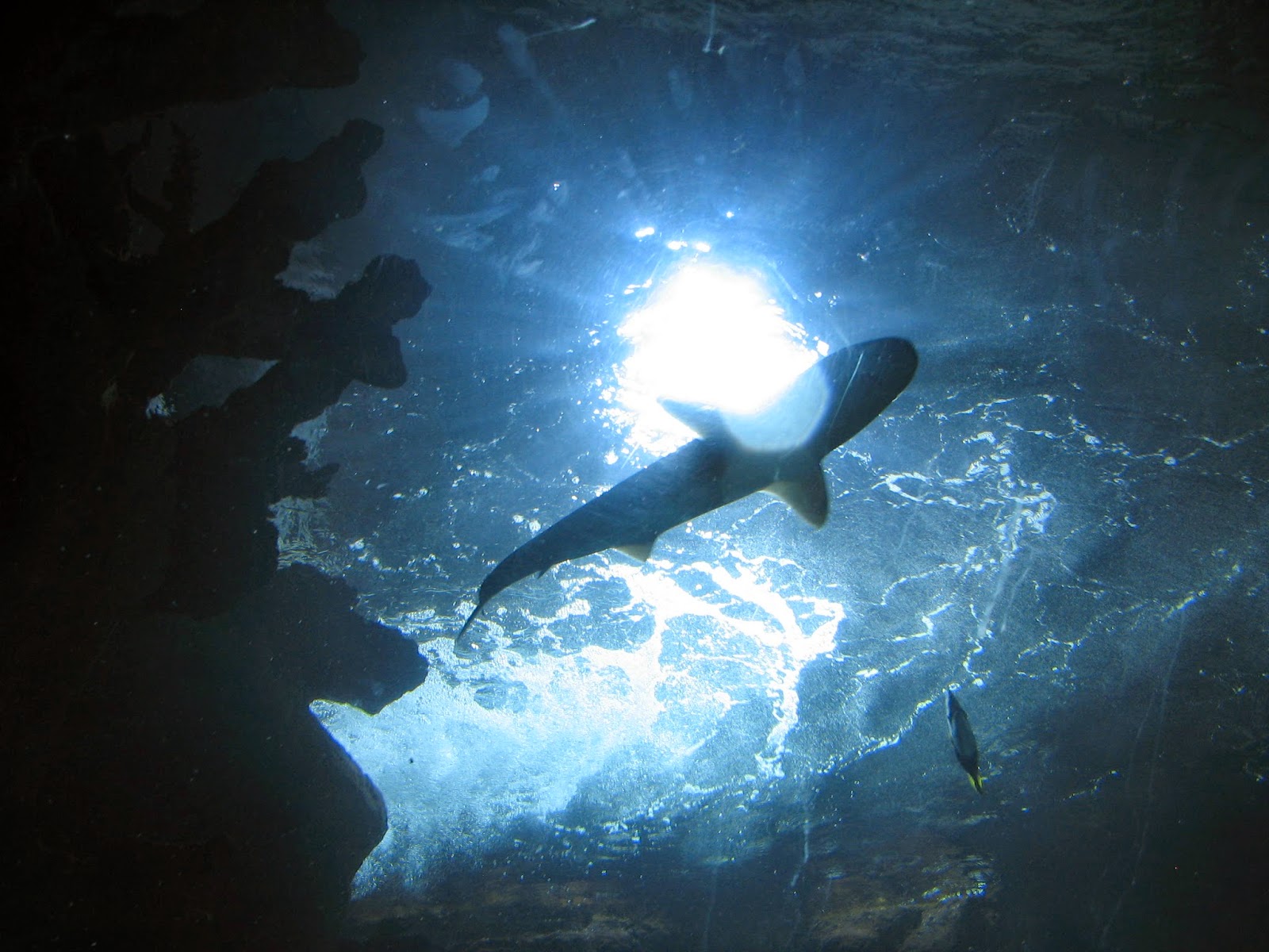 Words of Joy: Diving into the depths Words of Joy: Diving into the depths