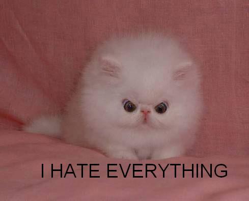 I hate everything! | Funny Cat Pictures