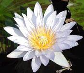 About Sri lanka: Olu Flower