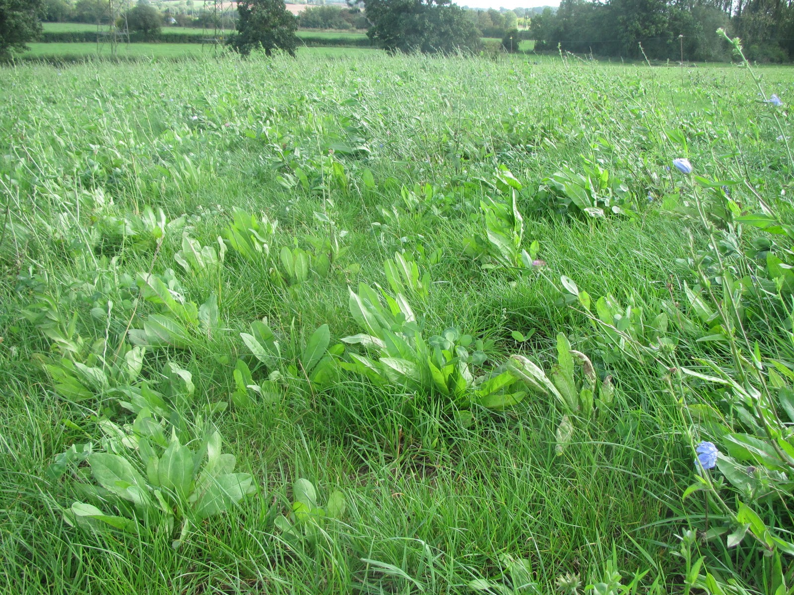 Pasture To Profit Herbal Clover Pastures Challenge Our Concept Of What pasture-to-profit-herbal-clover-pastures-challenge-our-concept-of-what