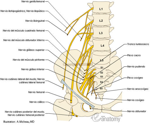 J. Yoncon - Anatomía humana con orientación clínica: Lesiones del Plexo Lumbo-Sacro
