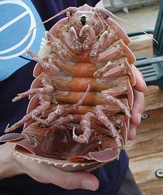 Musings of a Biologist and Dog Lover: Interesting Animals: Giant Isopod