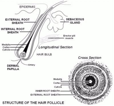 Forensics: Forensics Project Part II: Hair and Fiber Analysis