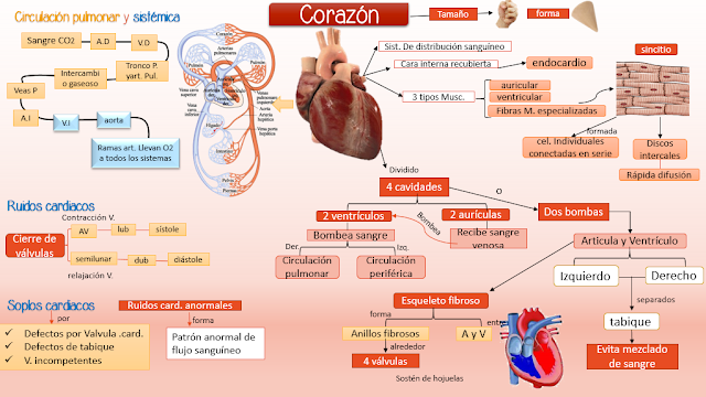 itzayani-fisiologiabasica: Corazón (generalidades)