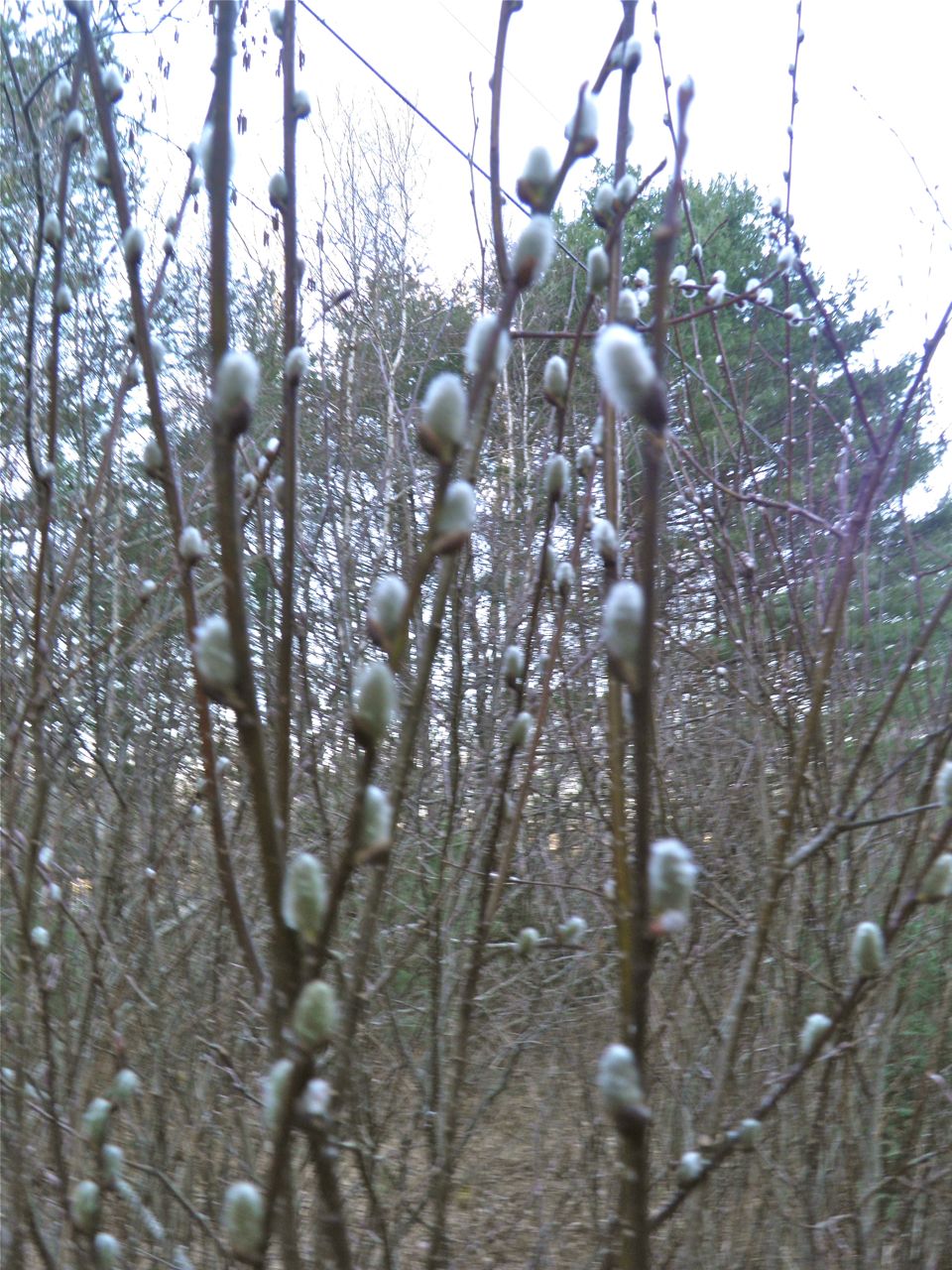 Docaitta Lifestyle: Foraging-ish: The Common Pussy Willow