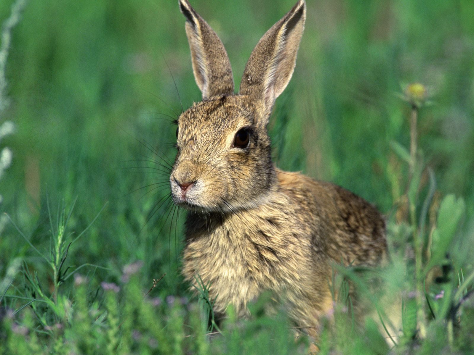 Rabbit | The Biggest Animals Kingdom Rabbit | The Biggest Animals Kingdom