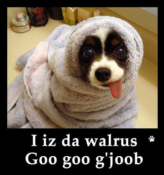 Funny Image Gallery Most Captions Funny Dog Pictures Most Captions funny-image-gallery-most-captions-funny-dog-pictures-most-captions