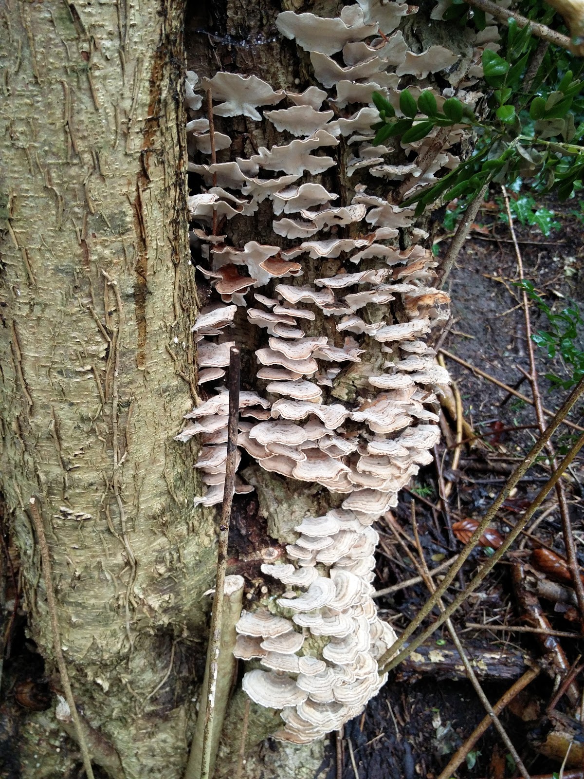 Misidentifying Fungi Turkeytail misidentifying-fungi-turkeytail