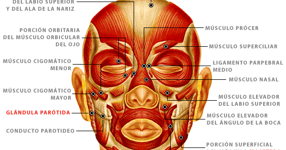 Anatomía y Fisiología Humana: Sistema músculo-esquelético: ´MÚSCULOS DE LA MÍMICA