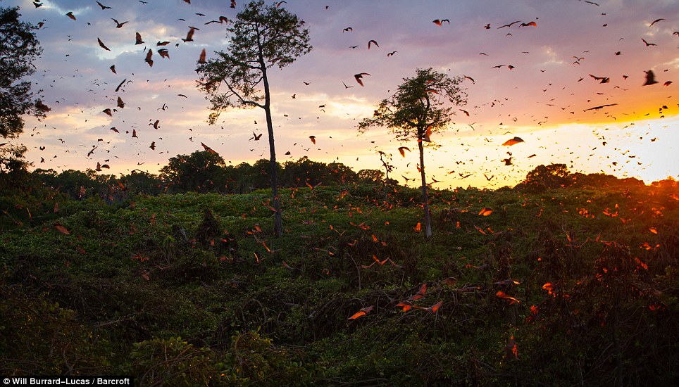 White Wolf : Spectacular scenes as eight million bats flock together in ...