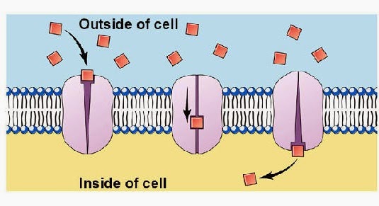 # 25 Passive and active transport across cell membranes | Biology Notes ... # 25 Passive and active transport across cell membranes | Biology Notes ...