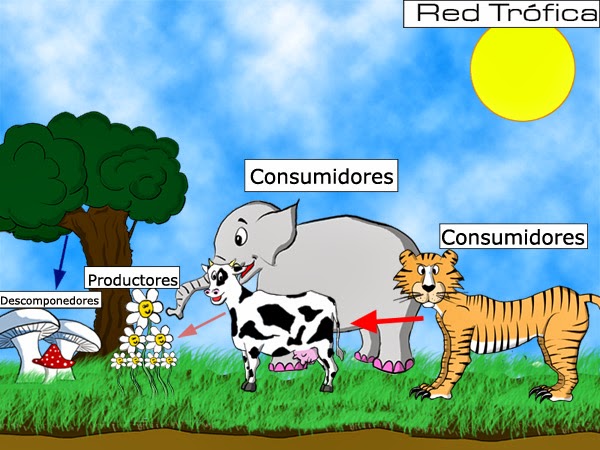 CLASIFICACION DE LOS SERES VIVOS: LOS CONSUMIDORES CLASIFICACION DE LOS SERES VIVOS: LOS CONSUMIDORES