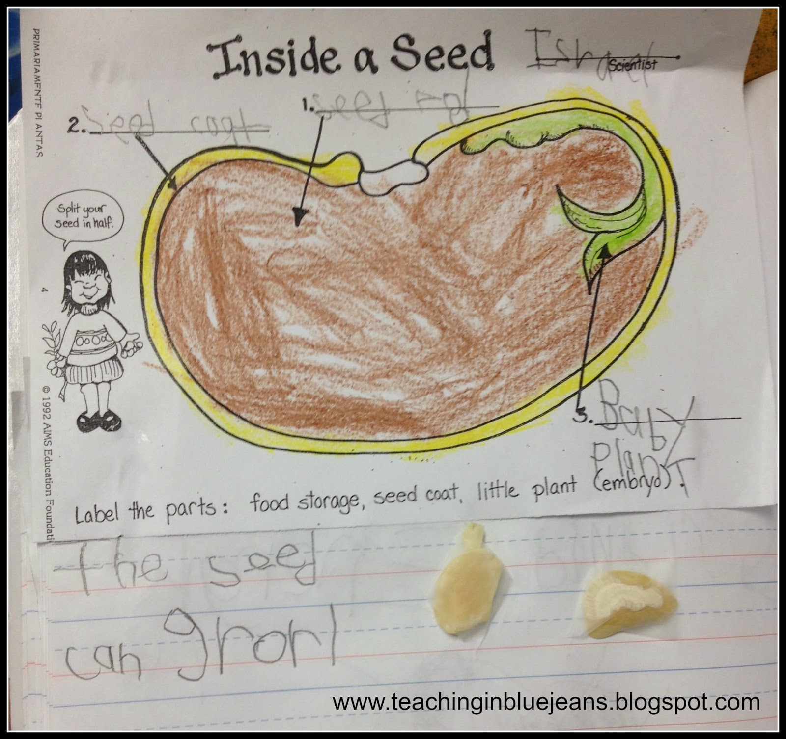 Exploring Seeds in the Classroom