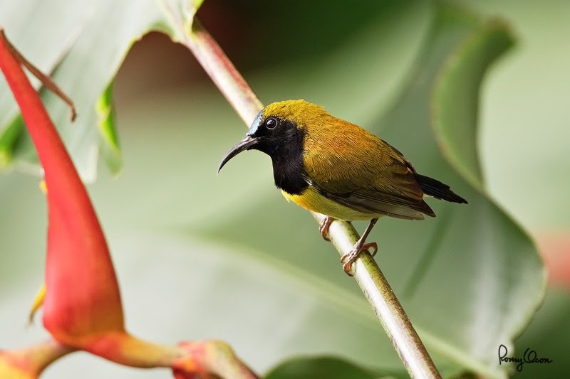 Romy Ocon's Wild Birds of the Philippines: The uncommon Flaming Sunbird