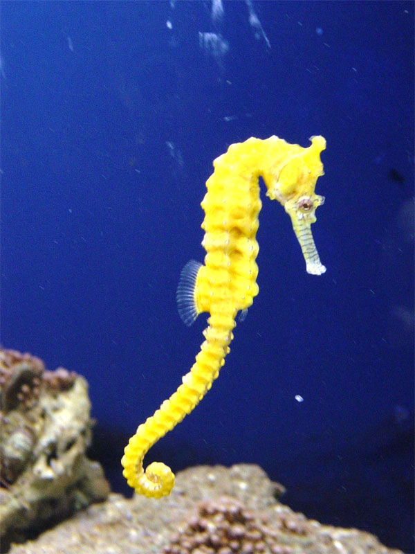 Interesting Facts Interesting Facts About Seahorse interesting-facts-interesting-facts-about-seahorse
