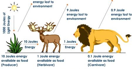 10% Law for transfer of Energy from one Trophic level to Next ~ India ...