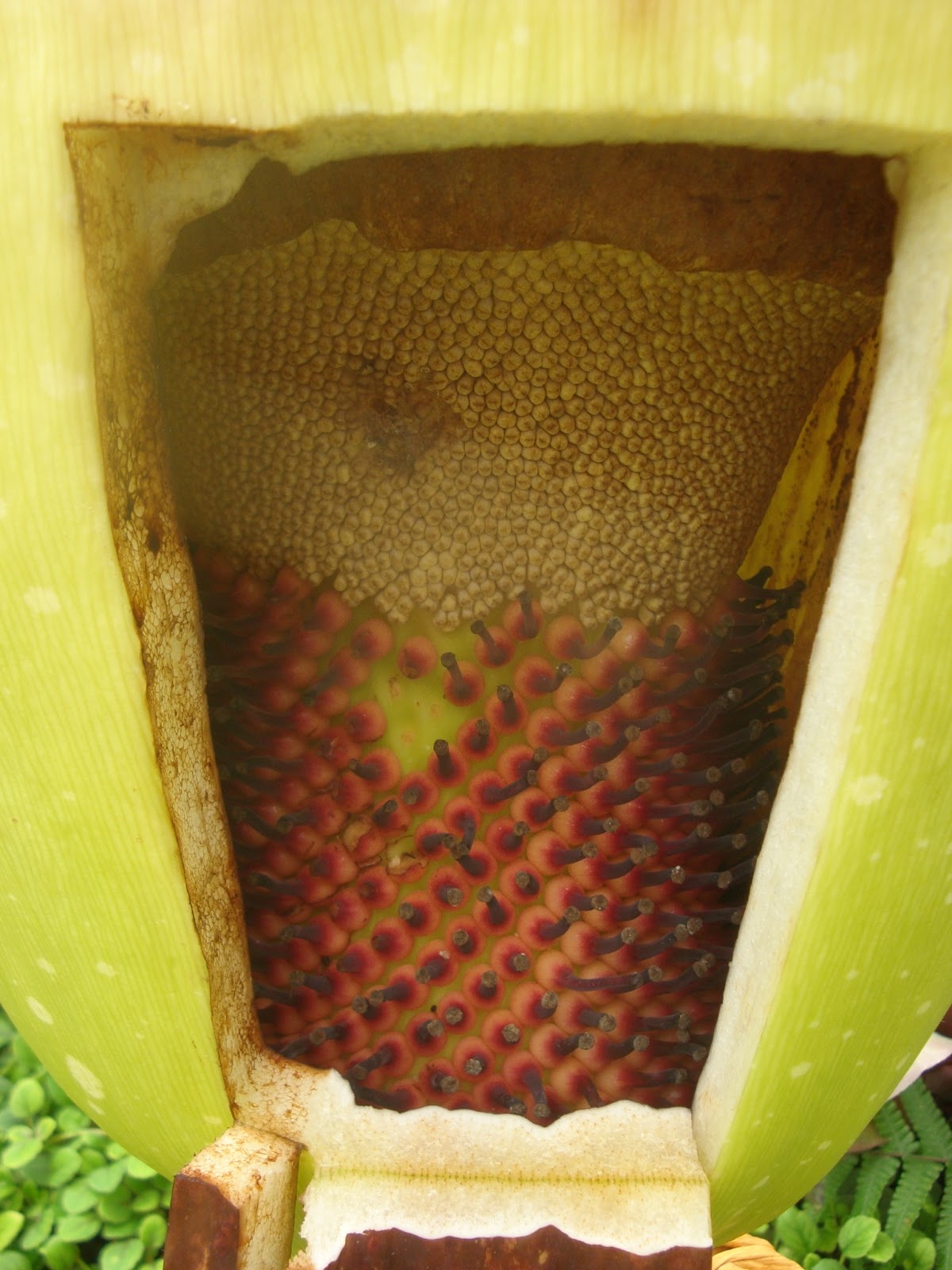 Titan Arum Archives - melbcity.net.aumelbcity.net.au Titan Arum Archives - melbcity.net.aumelbcity.net.au