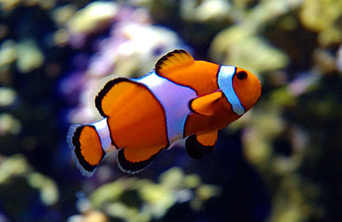 Beautiful Creatures Of The Sea Photos And Information About Sea Creatures beautiful-creatures-of-the-sea-photos-and-information-about-sea-creatures