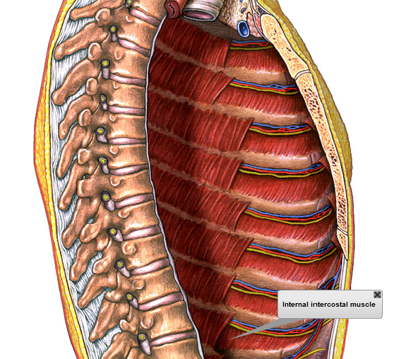 1 er Resumen Aparato Cardiovascular