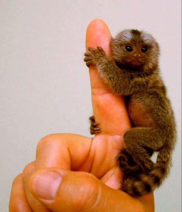 The Smallest Monkey In The World Incredible Dot Com the-smallest-monkey-in-the-world-incredible-dot-com