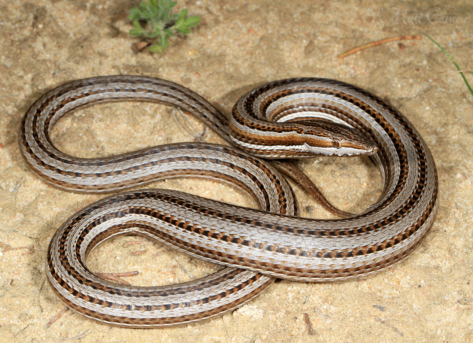 Real Monstrosities Burton s Snake Lizard real-monstrosities-burton-s-snake-lizard