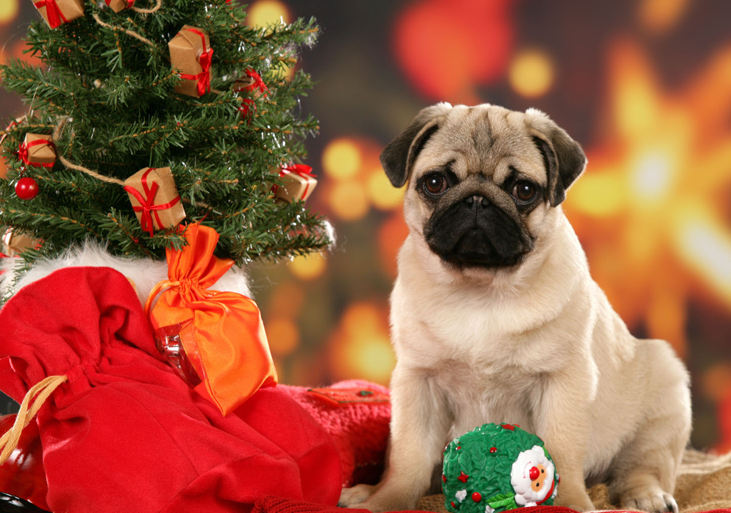 Pet Animal Dog Pet pet-animal-dog-pet