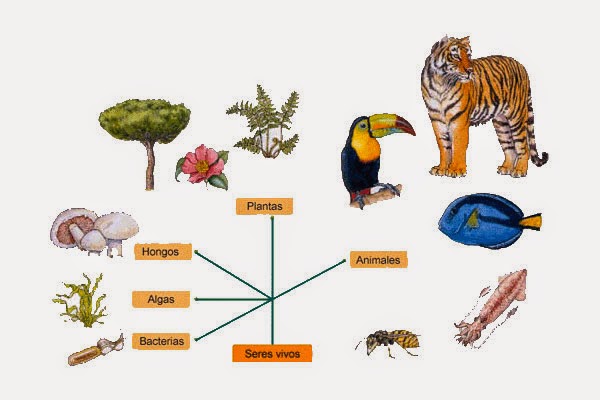 Biologia: CLASIFICACIÓN DE LOS SERES VIVOS