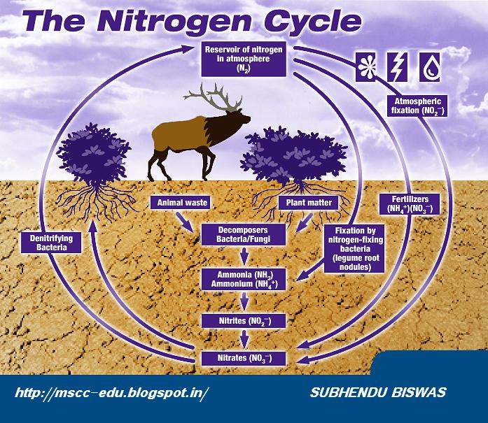 Mirchi Fun Club 8 Nitrogen Cycle mirchi-fun-club-8-nitrogen-cycle