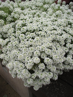 Sweet Alyssum (Lobularia) | Rotary Botanical Gardens