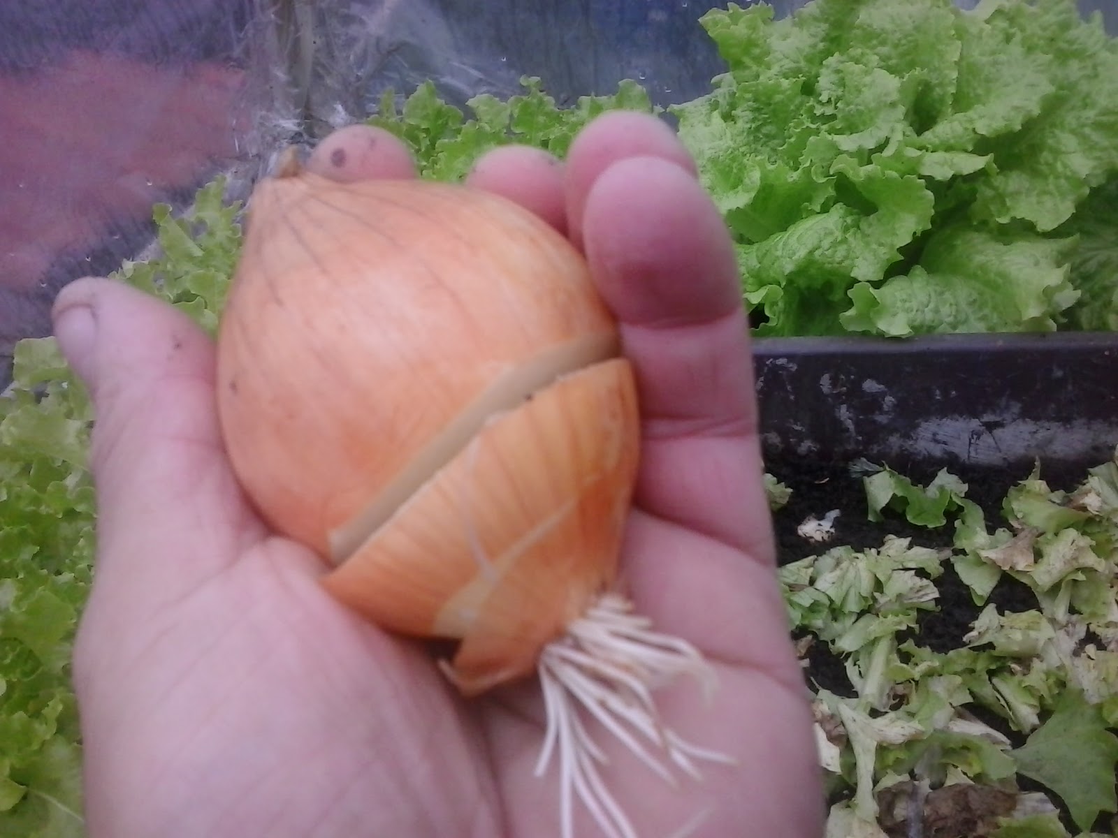 Horta Em Vasos Do Ricardo Como Plantar Cebolas Com Uma Pequena Parte horta-em-vasos-do-ricardo-como-plantar-cebolas-com-uma-pequena-parte