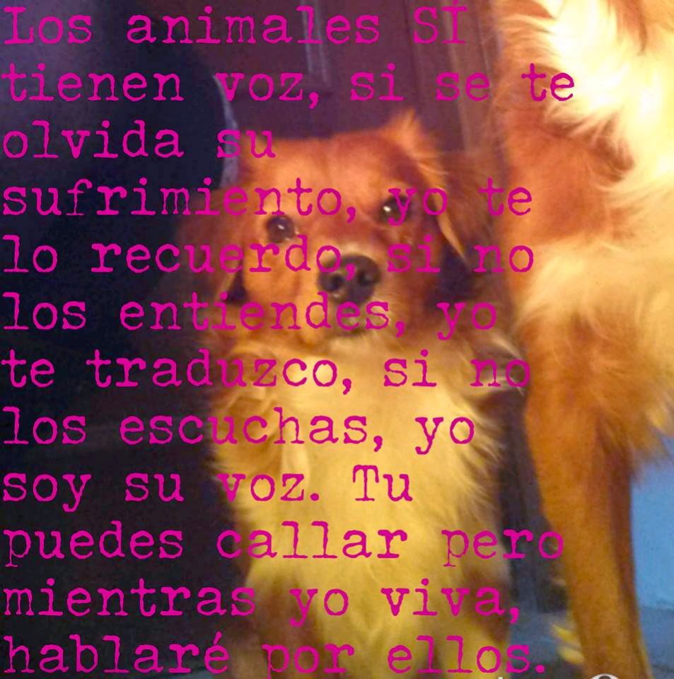 El Blog Perruno de Kike (Perros, exóticos y más): Ya tenemos página en Facebook