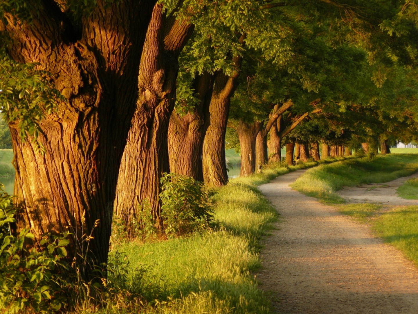 Bosques hermosos del mundo - Imagui