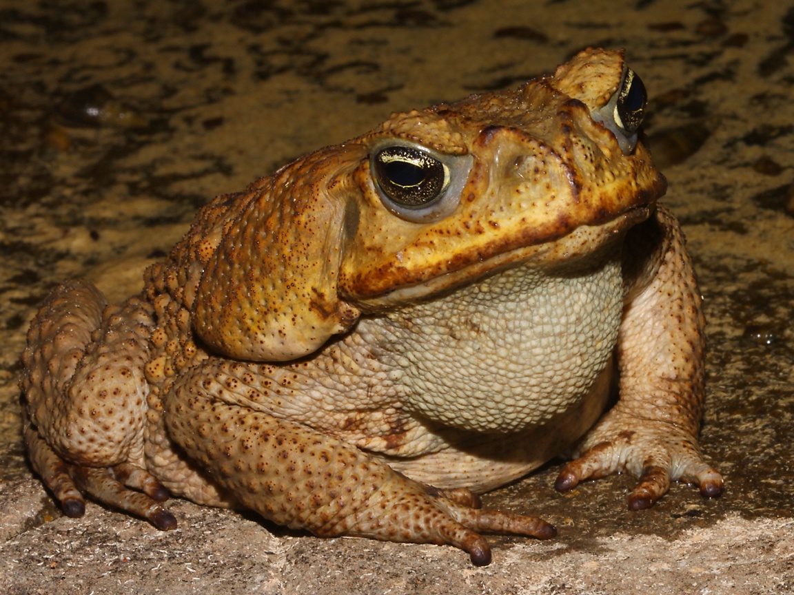 Marine Toad | Animal Wildlife Marine Toad | Animal Wildlife