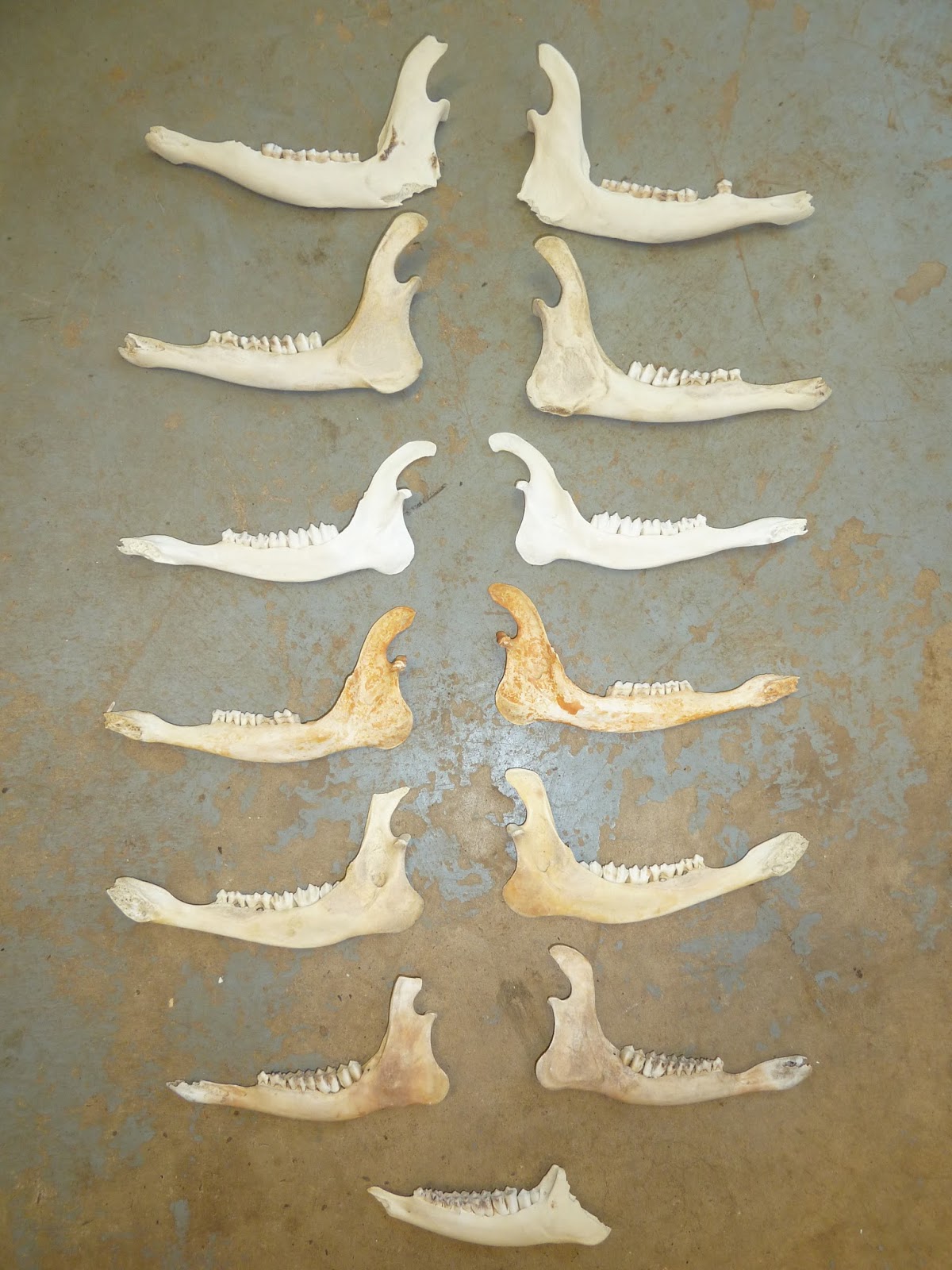 Bushcraft Education : Judging a Deers Age by it's Teeth