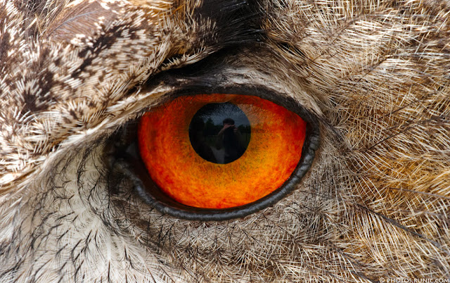 White Wolf : Why the Owl has big eyes