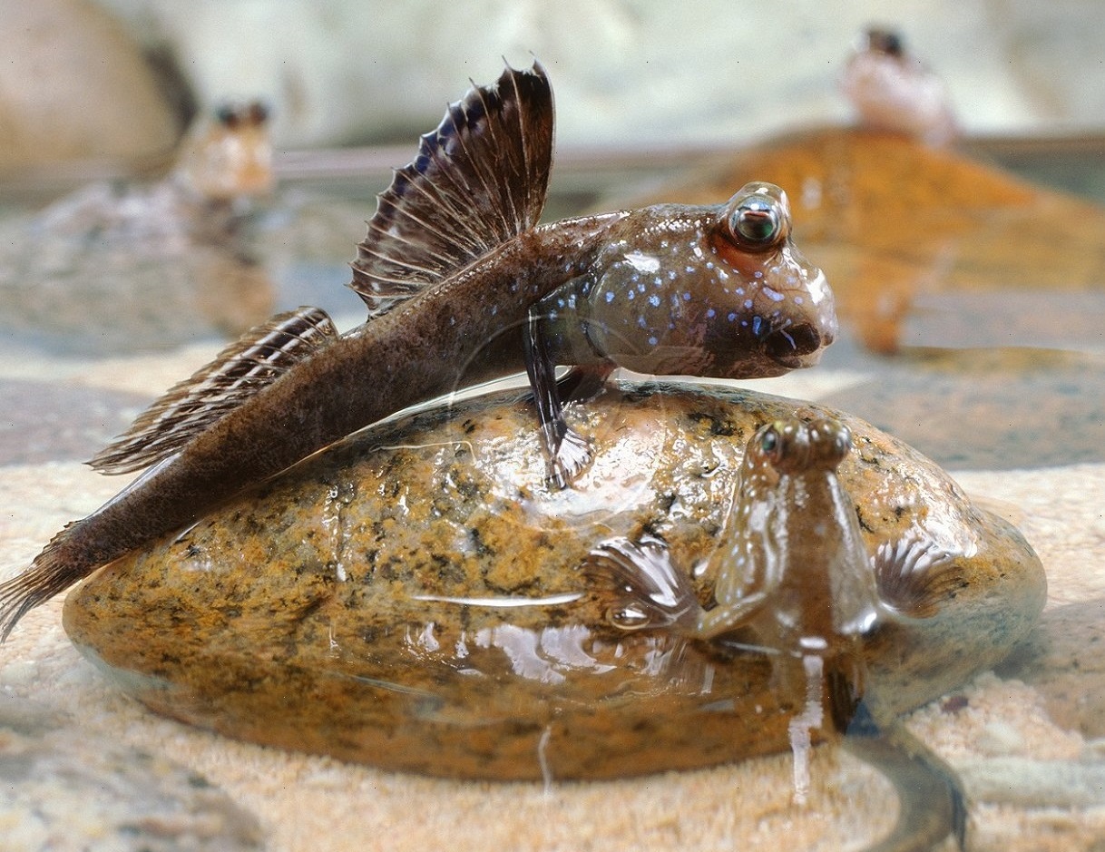 Mudskipper Fishes World HD Images Free Photos mudskipper-fishes-world-hd-images-free-photos