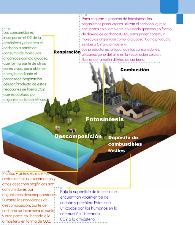 Los Ciclos En La Naturaleza