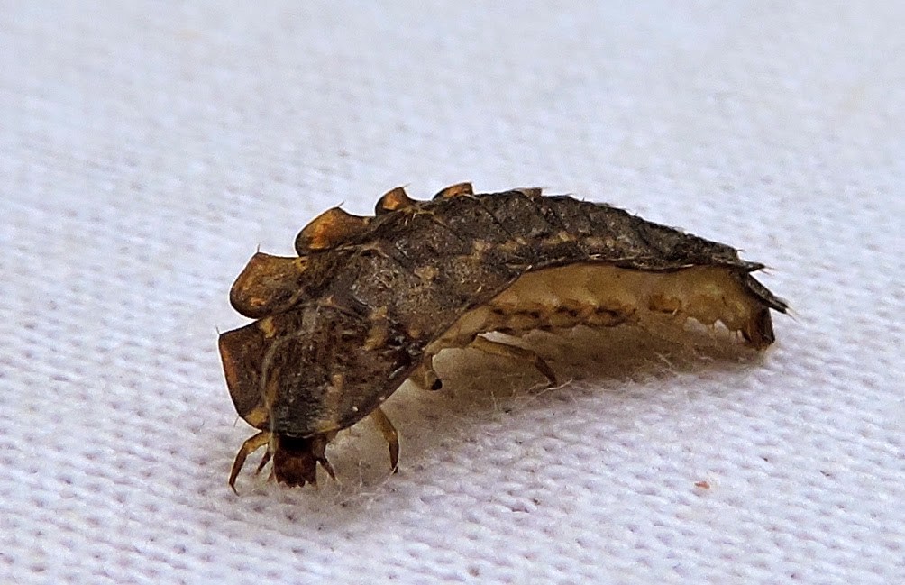 Firefly Pupa