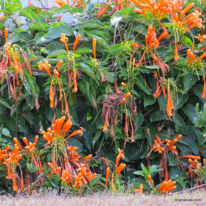 Simply Living: The orange blooms of flame vine light up the landscape