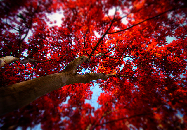 Life In Color: The Red Dragon